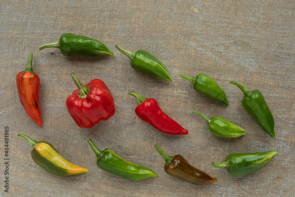 Chili peppers of different shape and color harvested from one plant ...
