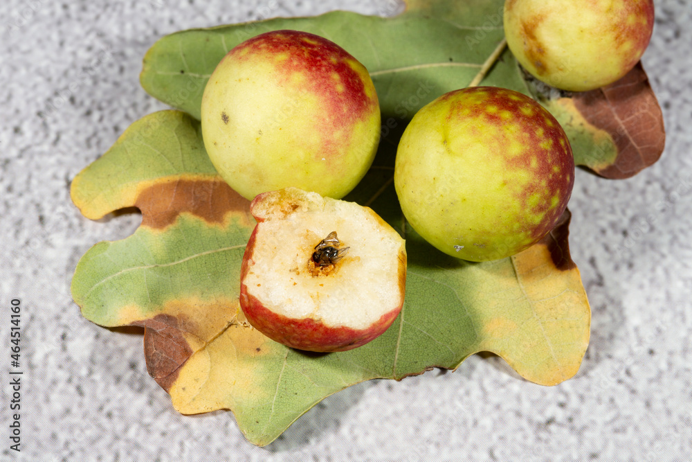Oak apples on the underside of an oak leaf. oak apple, a fly is visible ...