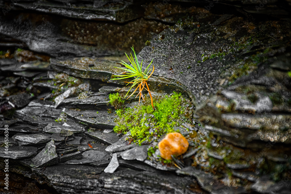 A very small pine tree seedling is growing on the rock ledge at Watkins ...