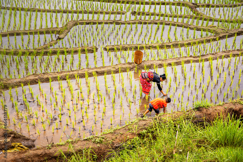 Pakhayo family Walking on the rice terraces. Farmers grow rice in the ...