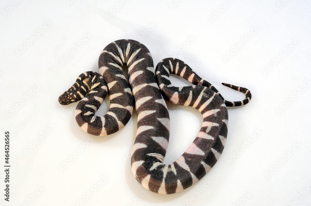 Zwerg-Warzenschlange // Little wart snake, little file snake ...