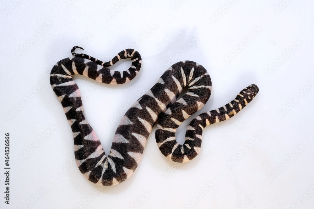 Little wart snake, little file snake // Zwerg-Warzenschlange ...