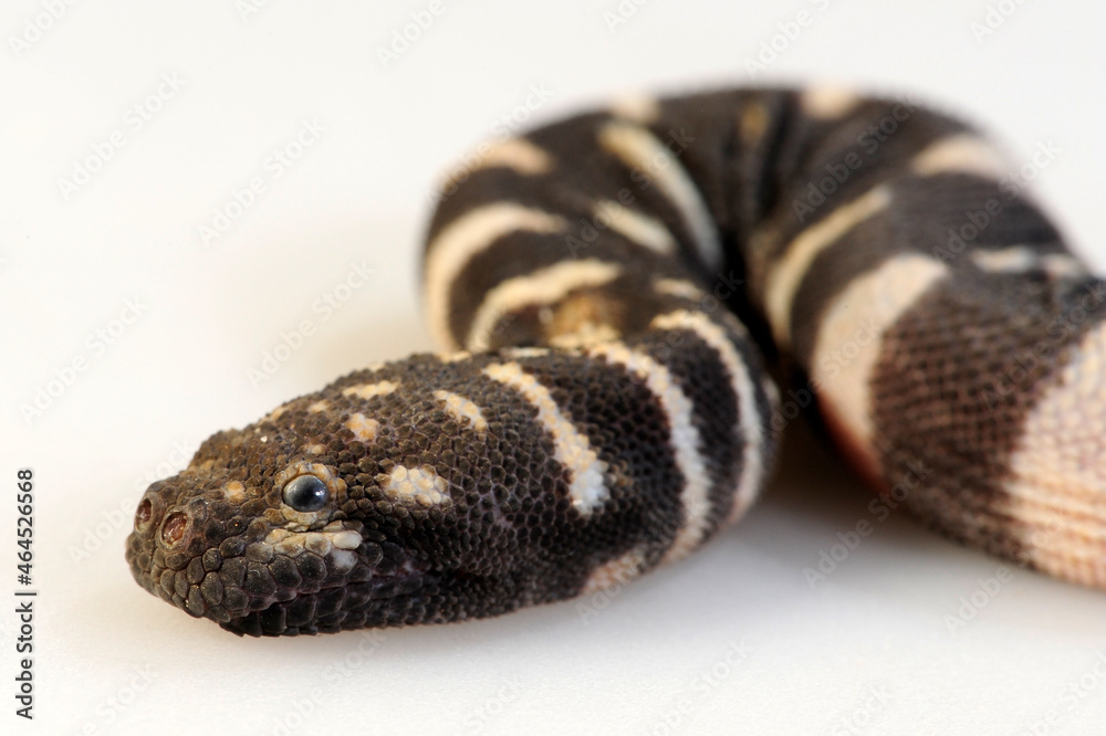 Foto de Little wart snake, little file snake // Zwerg-Warzenschlange ...