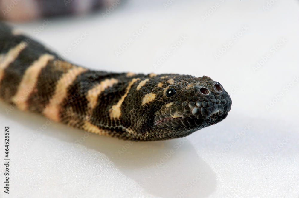 Foto de Zwerg-Warzenschlange // Little wart snake, little file snake ...