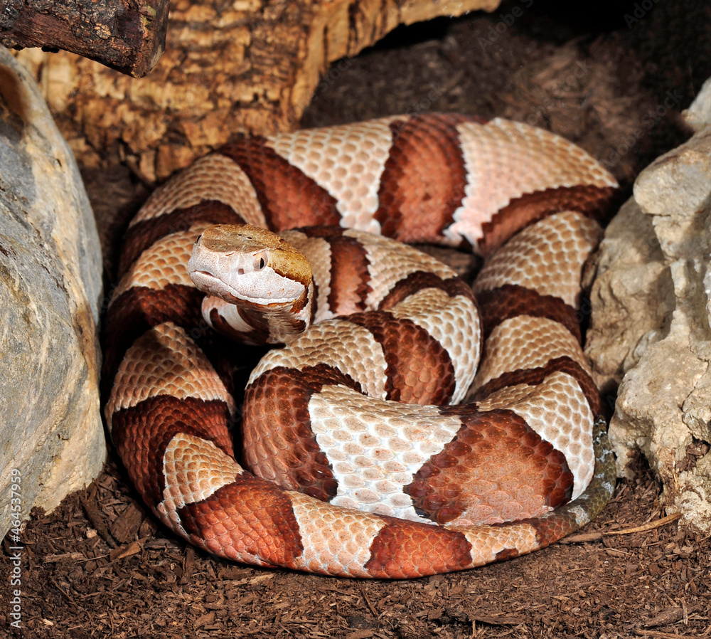 Eastern copperhead // Nordamerikanischer Kupferkopf (Agkistrodon ...