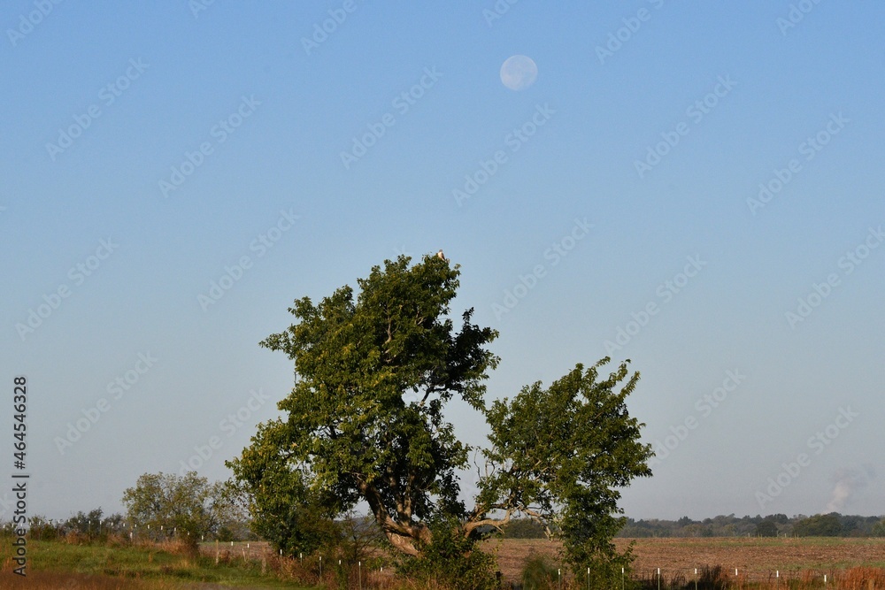 Full Moon Over a Hedge Tree in a Rural Farm Field Stock Photo | Adobe Stock