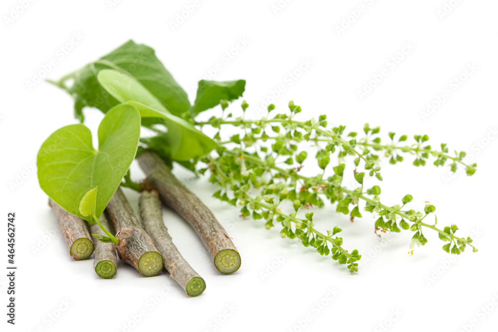 Macro closeup of organic Gulvel or Giloy (Tinospora cordifolia) herb ...