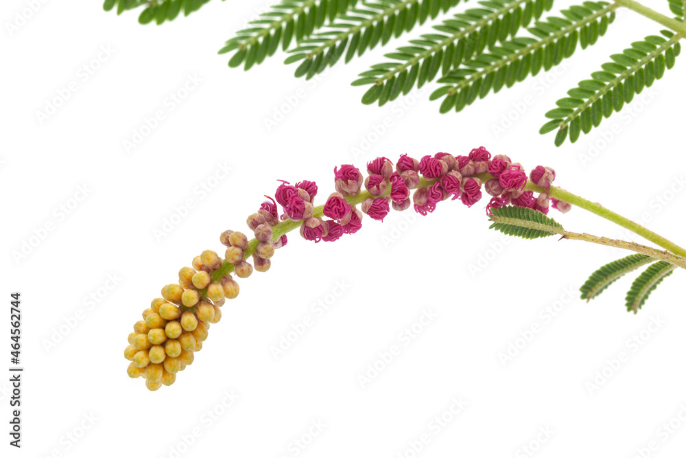 Closeup of religious flower of prosopis cineraria, also known as Ghaf ...