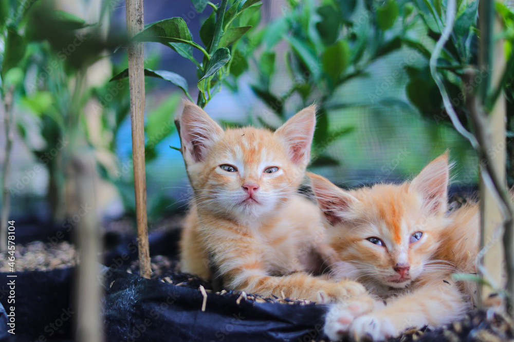 Close-up view of sleepy yellow kittens with slanted eyes who just woke ...