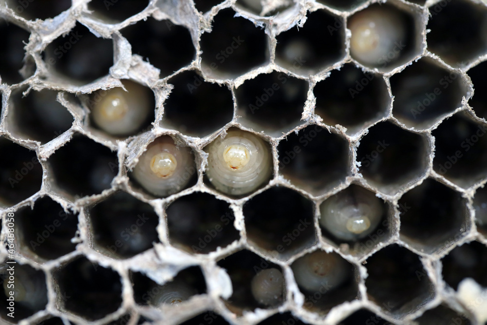 Hexagonal cells with larvae of common wasp (Vespula vulgaris). Exposed ...