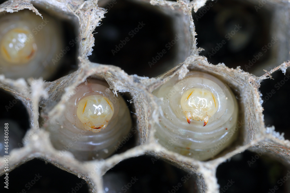 Hexagonal cells with larvae of common wasp (Vespula vulgaris). Exposed ...