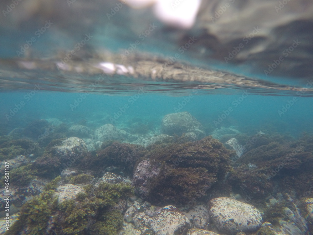 Rocky reef of the Mexican Pacific. Arrecife rocoso del pacífico ...