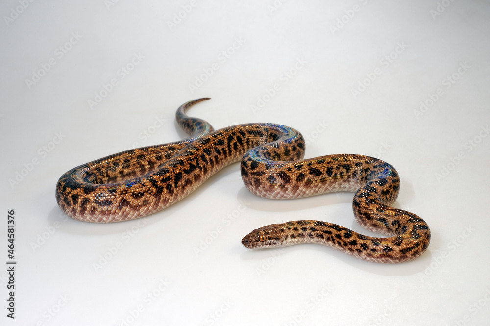 Fleckenpython, Gefleckter Zwergpython // Spotted python (Antaresia ...