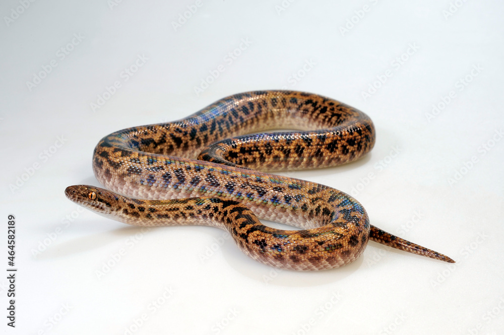 Spotted python // Fleckenpython, Gefleckter Zwergpython (Antaresia ...