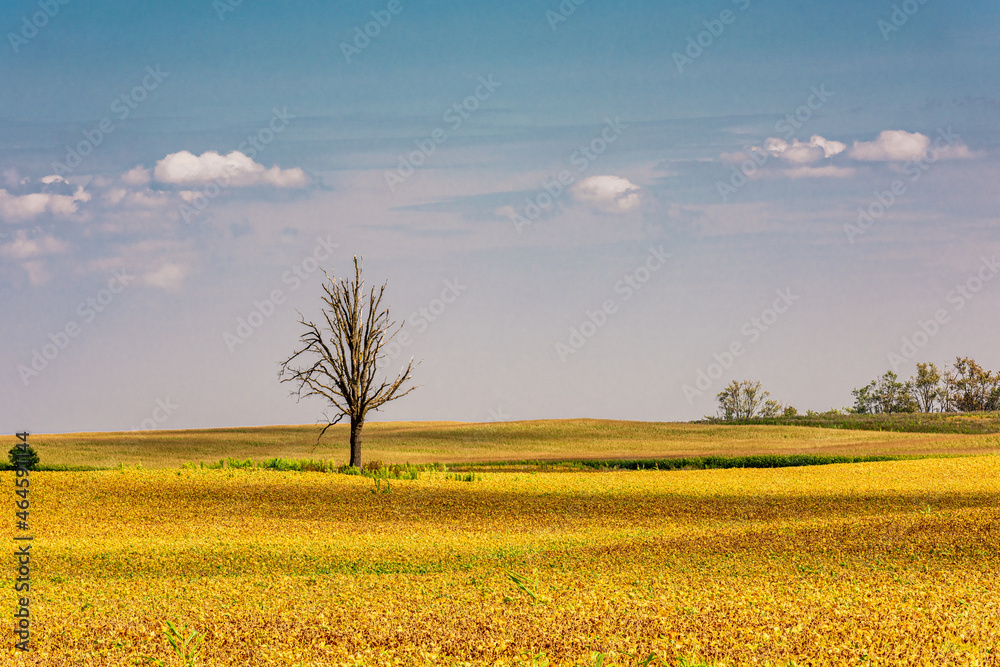Lonely dead tree in the middle of yellow field under blue sky with ...