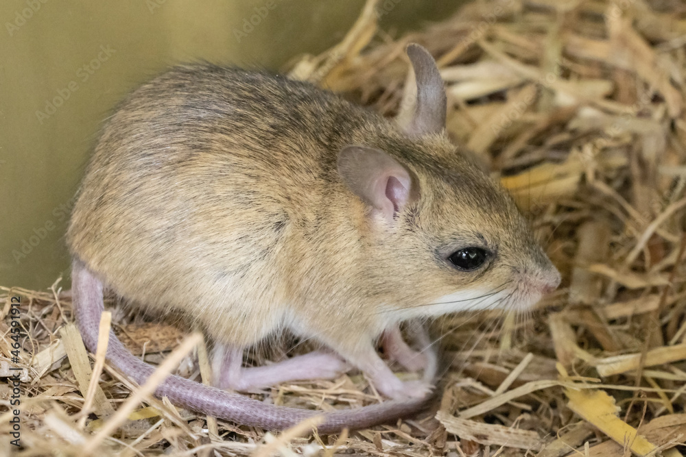 Tiny Australian Spinifex Hopping Mouse Stock Photo | Adobe Stock