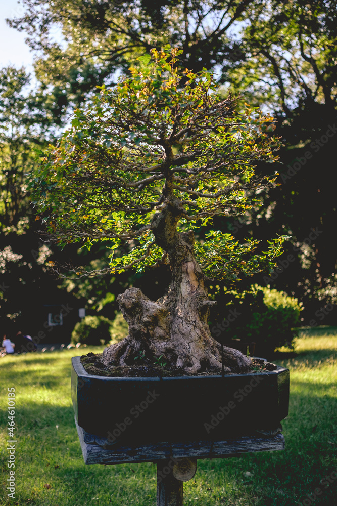 Beautiful little 'bonsai' little tree at Meiji Jingu inner garden in ...