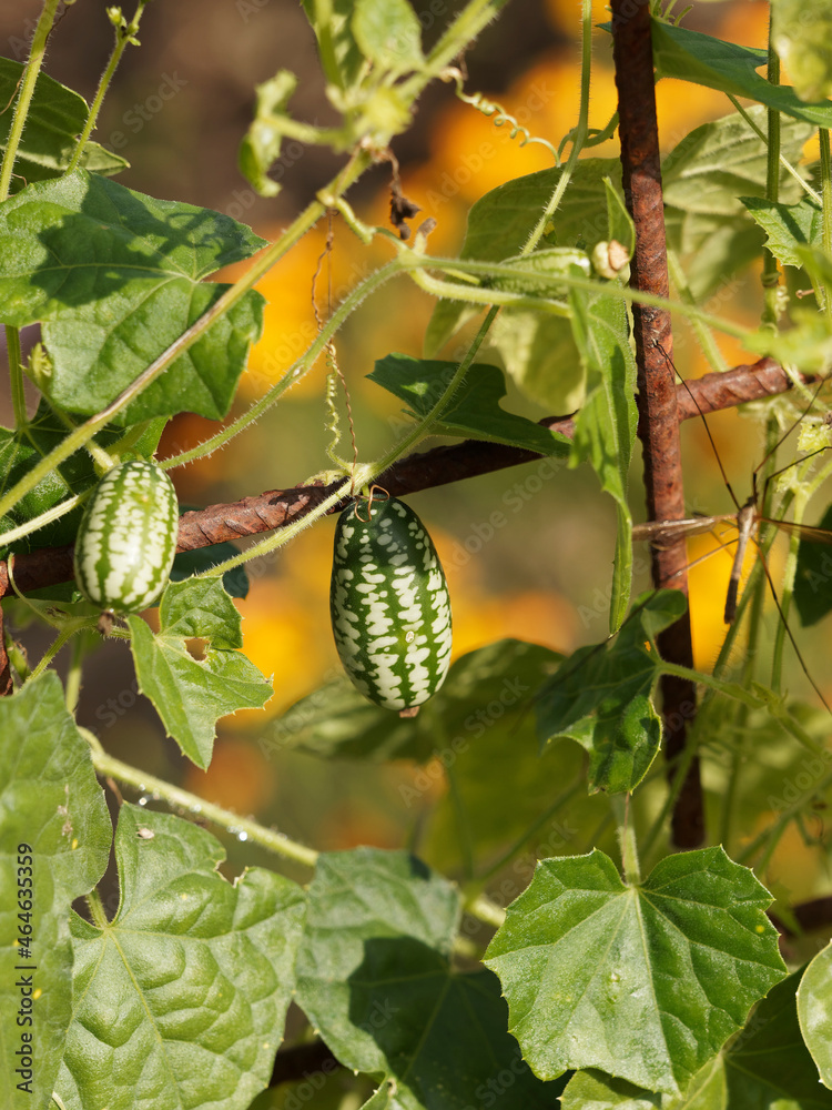 Mexican sour Gherkin cucumber, vine plant with edible fruit shaped like ...
