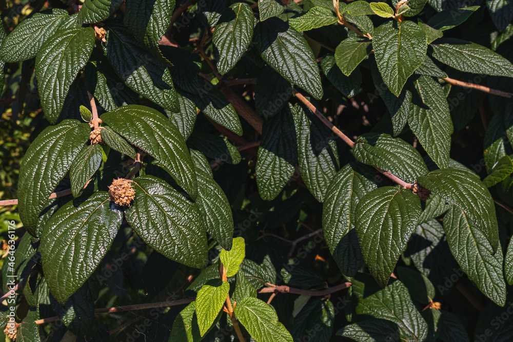 Viburnum leaves are Lantana on a sunny autumn day. Viburnum Lantana is ...