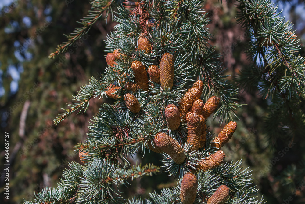Blue Atlas cedar (lat. Cedrus atlantica Glauca) with beautiful ...