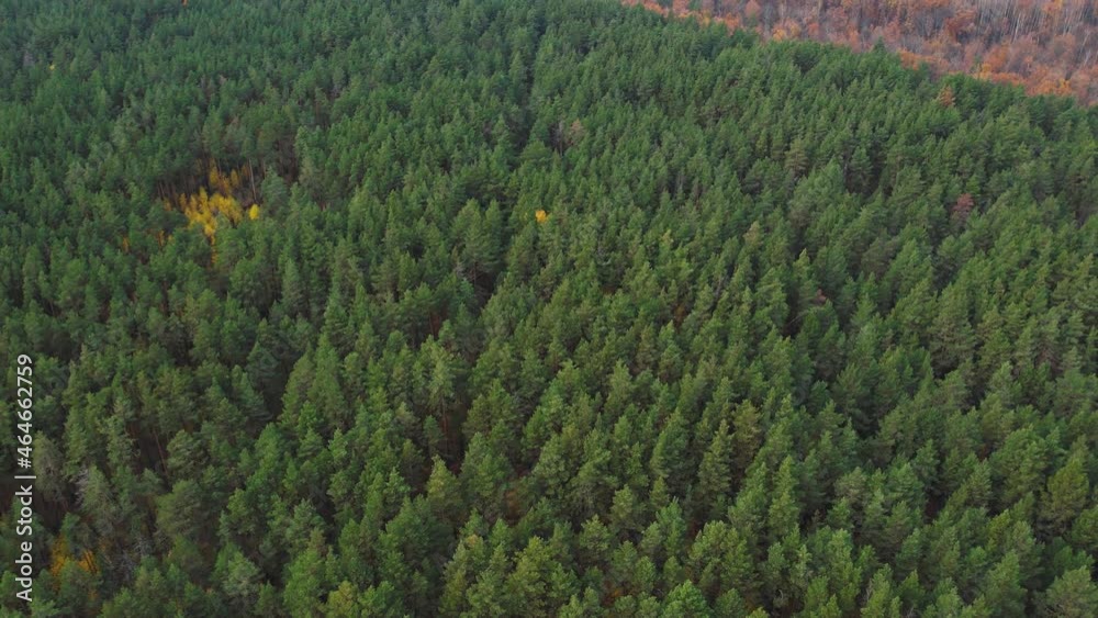 Deciduous and coniferous forests in autumn.Green and gold colors in the ...