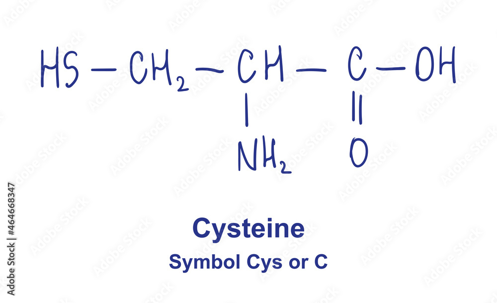 Cysteine chemical structure. Vector illustration Hand drawn Stock ...