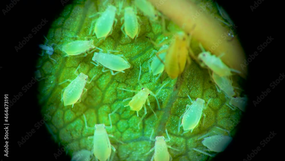 Aphid under a microscope, - aphid superfamily (Aphidoidea, Hemiptera ...