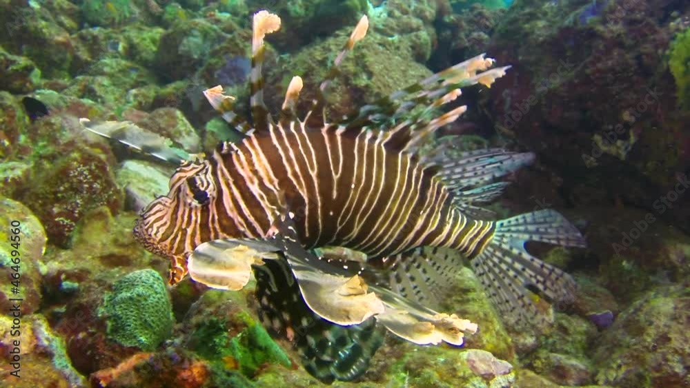 Lionfish lion fish in wonderful seabed of the Andaman Sea Islands ...