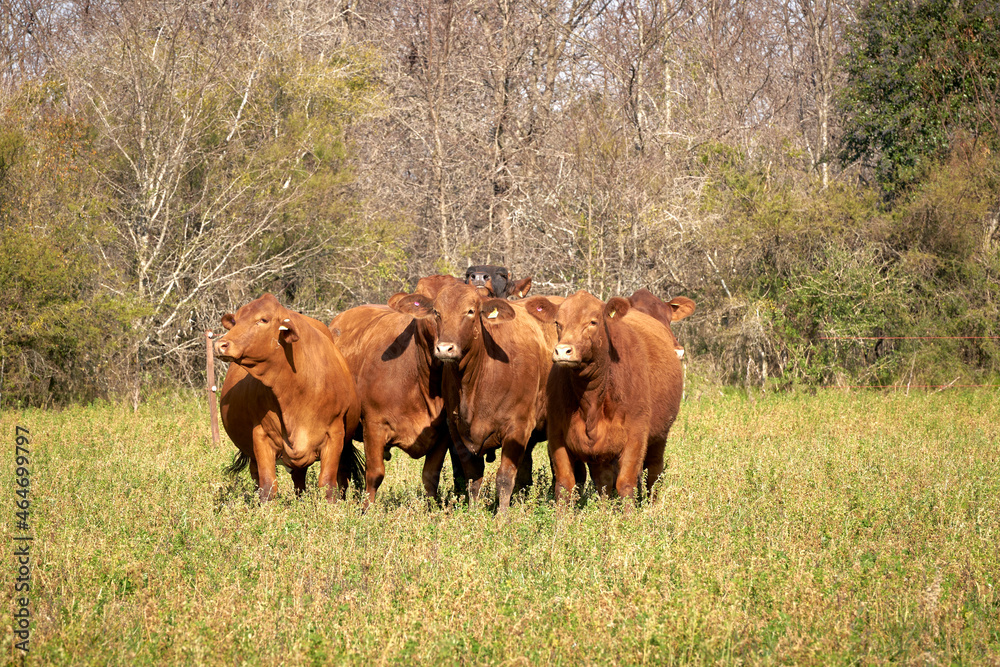 Portrait of beef cattle at natural farm. Agribusiness - Close red ...