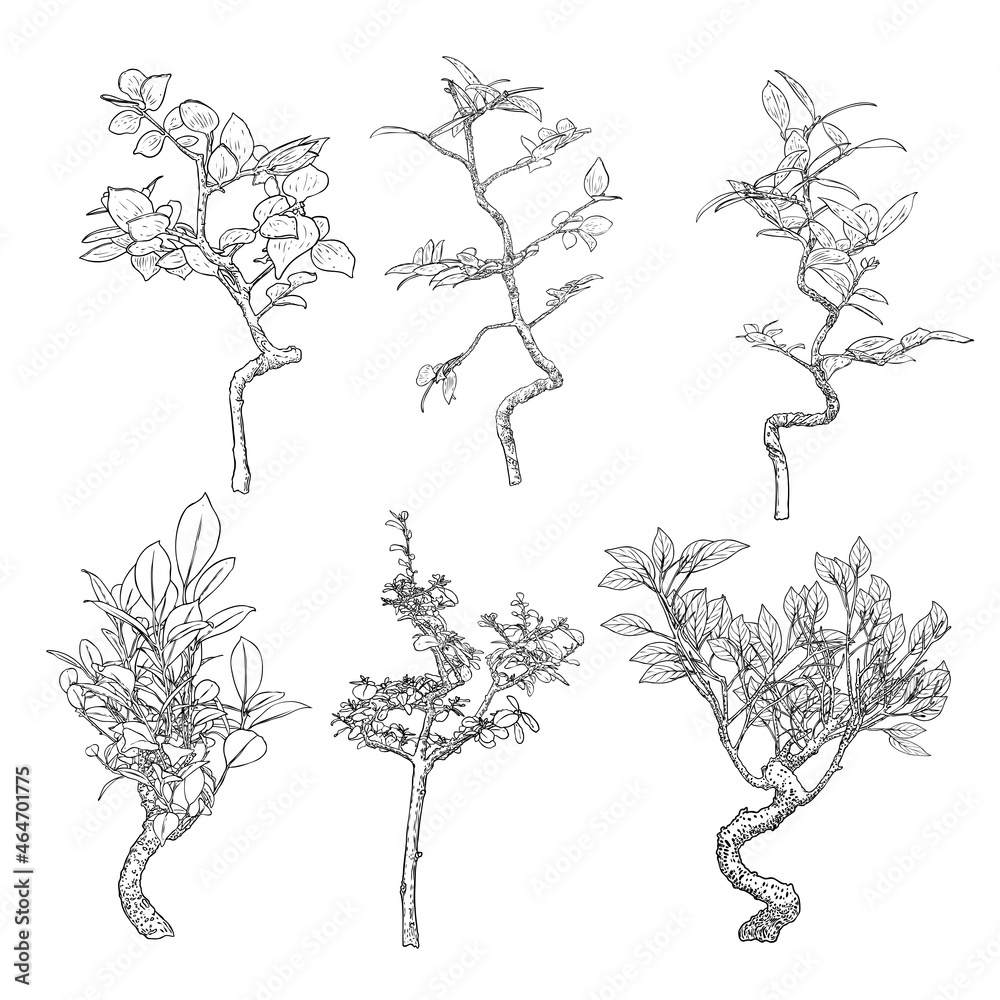 Set of highly detail drawing of trees, hand drawn plants bushes ...