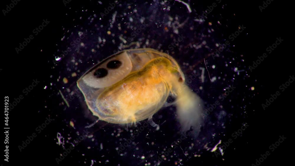 (Daphnia magna, Cladocera), small planktonic crustacean under the ...