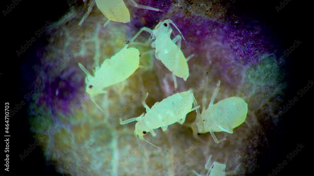 Aphid under a microscope, - aphid superfamily (Aphidoidea, Hemiptera ...