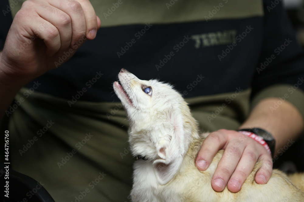 Fennec fox as pet. Wild animal at home. FoxFamilyFest (Fox Family Fest ...