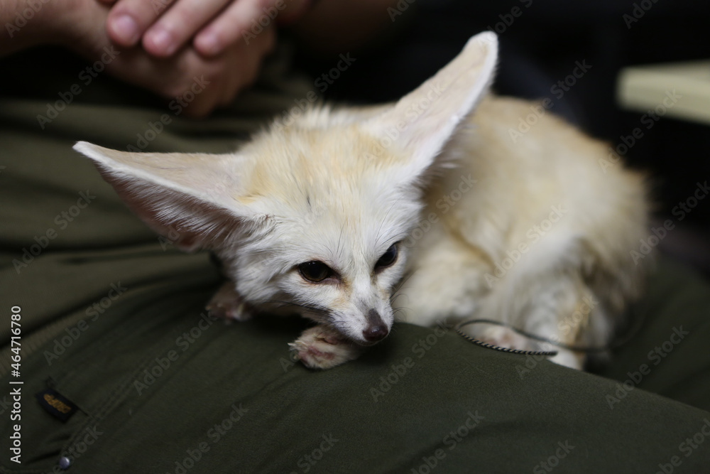 Fennec fox as pet. Wild animal at home. FoxFamilyFest (Fox Family Fest ...