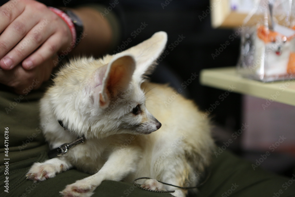 Fennec fox as pet. Wild animal at home. FoxFamilyFest (Fox Family Fest ...