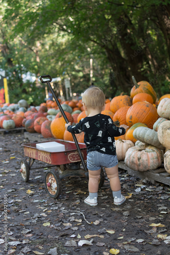 Toddler girl pushing a wagon at a pumpkin patch; pumpkins stacked up on ...