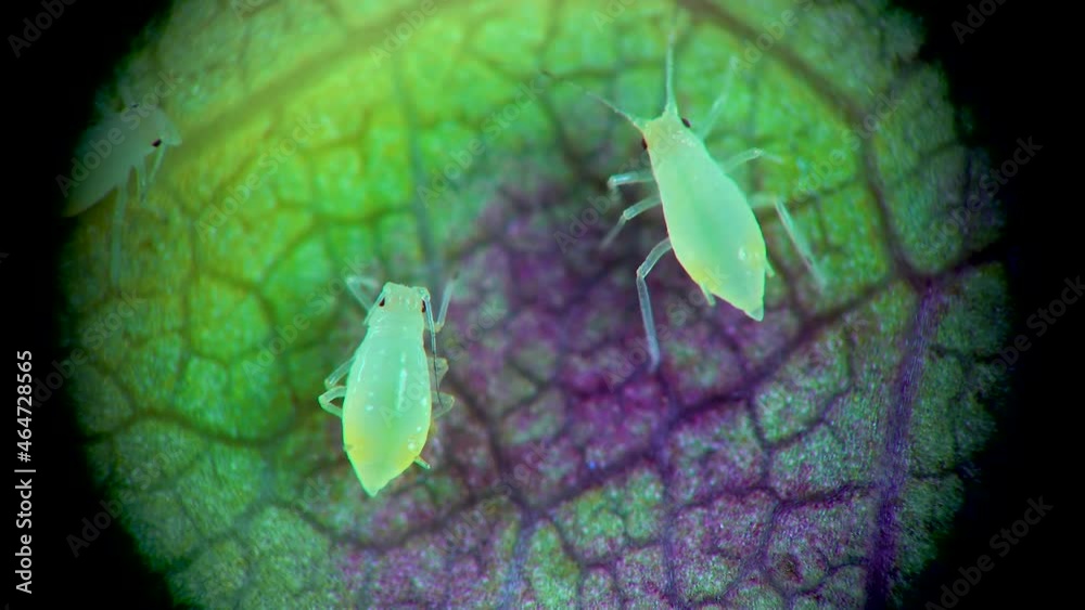 Aphid under a microscope, - aphid superfamily (Aphidoidea, Hemiptera ...