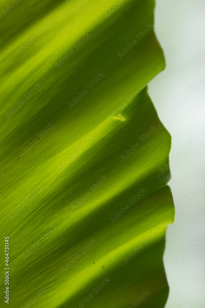 Beauty of Nature, curve of Fresh Green Leaf , showing detail on Texture ...