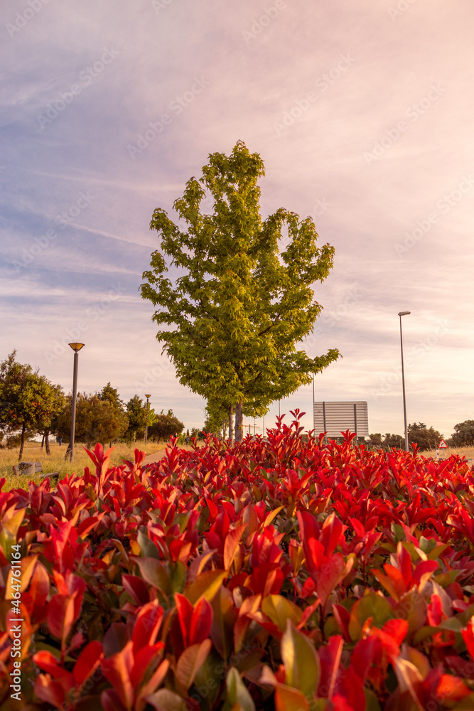 Tree behind red robin plants in the field Stock Photo | Adobe Stock