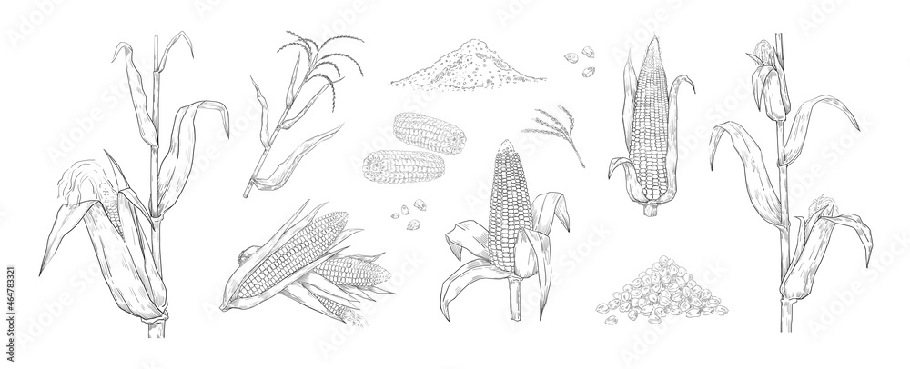 Hand drawn maize. Sweetcorn grains. Engraving stems with blossom cobs ...