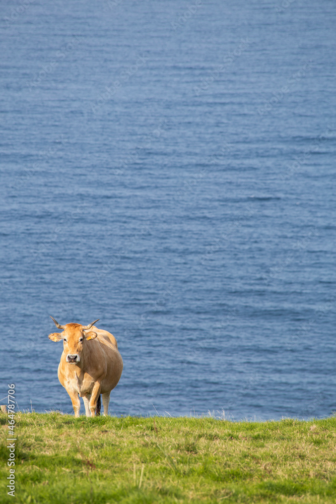 isolated cow in a green meadow. in the background you can see the sea ...