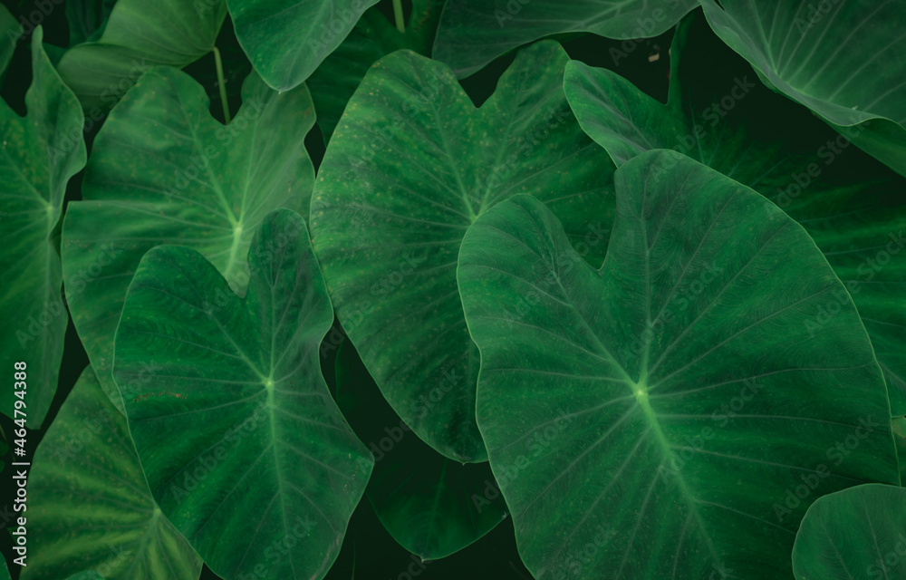 Closeup green leaves of elephant ear in jungle. Green leaf texture ...