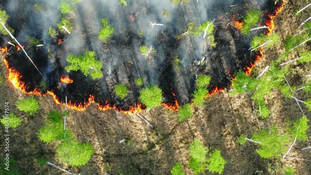 forest fire, wildfire, burning grass and bushes aerial video. Red and ...