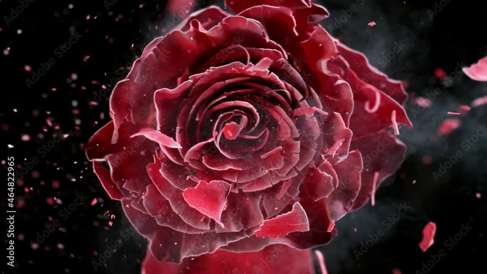Super slow motion explosion of red rose frozen in liquid nitrogen ...