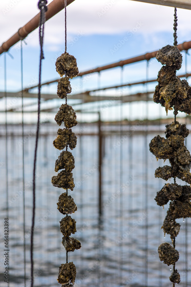 Vue sur les parcs à huîtres de l’Étang de Thau (Occitanie, France ...