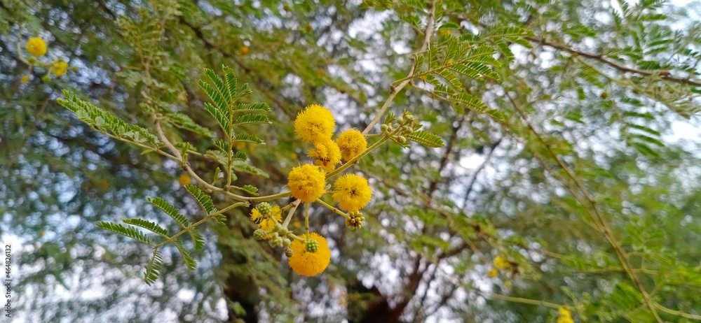 Nature photo acatia tree yellow Flowers kikar acacia babul Stock Photo ...