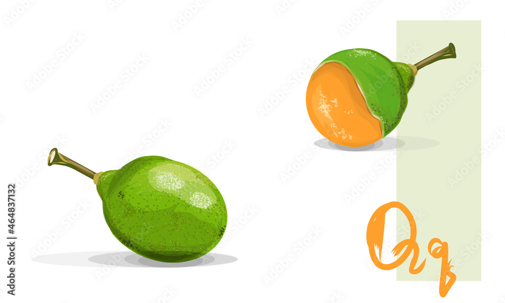 Quenepa isolated tropical fruit or Melicoccus bijugatus. Realistic ...