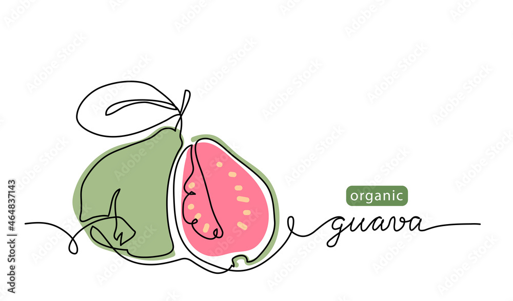 Guava fruit simple color vector illustration. One continuous line art ...