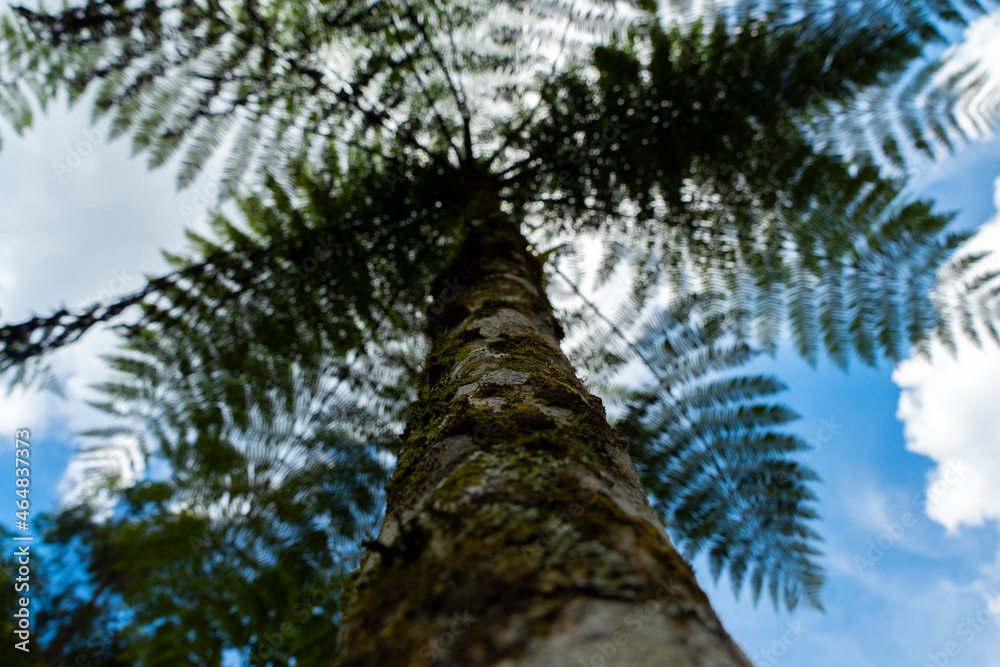 Foto de Cyathea es un género de helechos, el género tipo del orden de ...