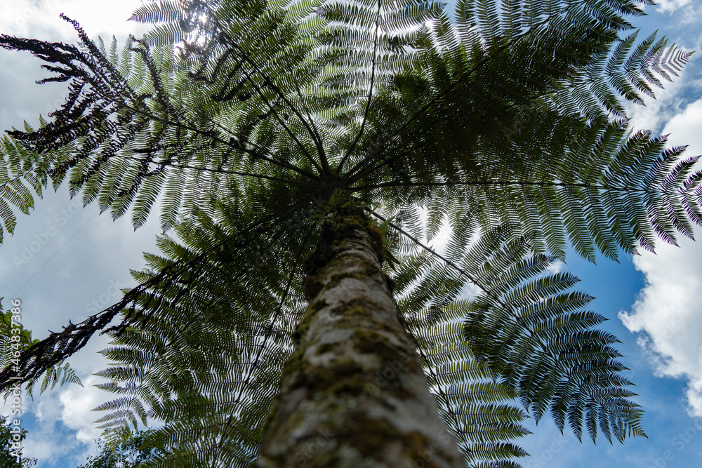 Cyathea es un género de helechos, el género tipo del orden de las ...